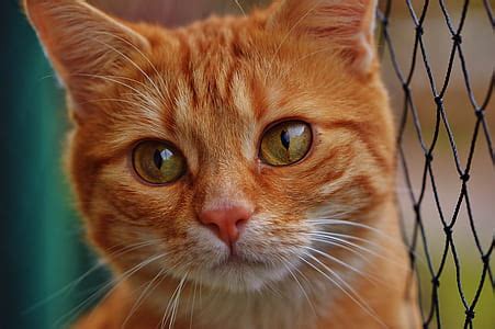 Royalty Free Photo Close Up Photo Of Orange Cat Pickpik