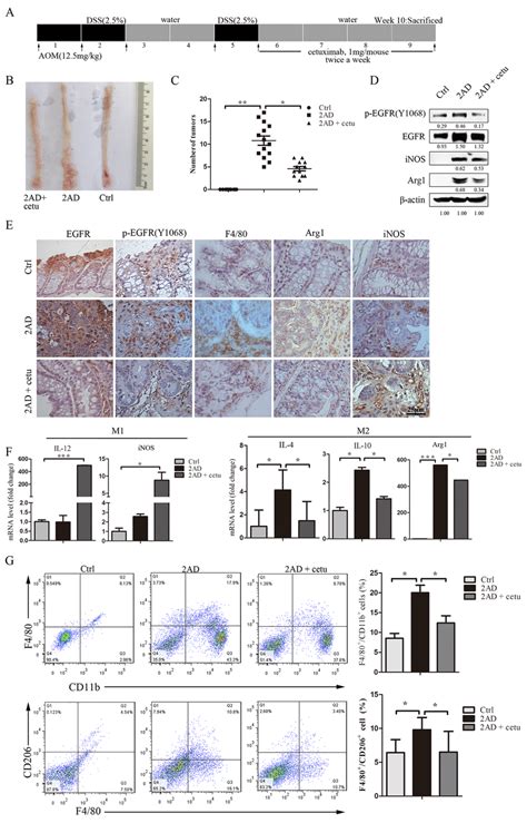 Cetuximab Modulates Macrophage Polarization In An Aom Dss Mouse Model Download Scientific