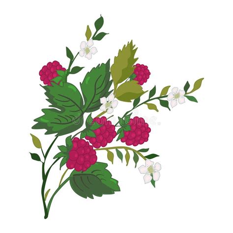 Wild Raspberry Isolated On White Background Raspberry Berries Leaves