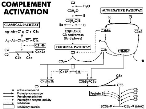 Classical And Alternative Complement Pathways Activation Of Either
