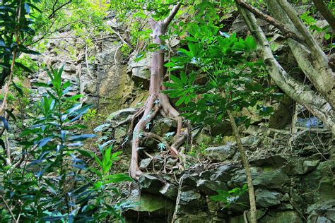 Edit Free Photo Of Tree Roots Cliff Rock Vegetation Needpix Com
