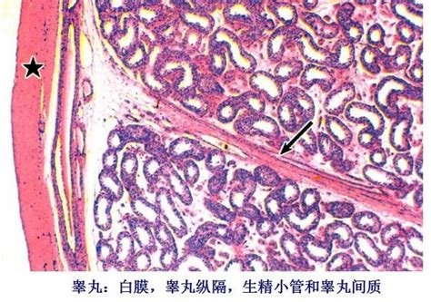 组织学与胚胎学切片 知乎