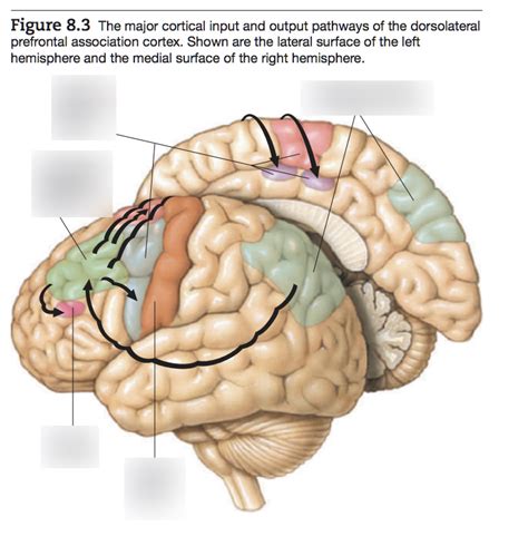 Diagram Of Dorsolateral Prefrontal Association Cortex Quizlet