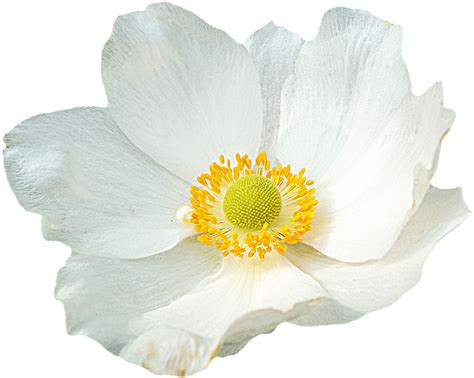 Png クリッピング 花 Pixabayの無料写真 Pixabay