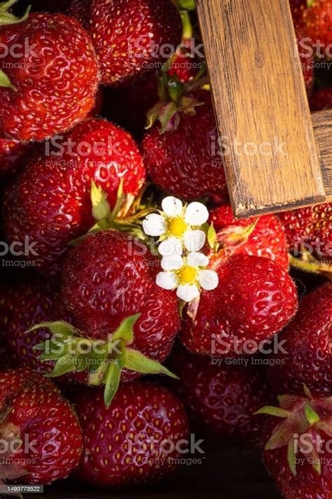 꽃 초록 빨강 열매와 함께 자란 딸기 침대에서 자라는 식물에 의해 나무 바구니에 담긴 신선한 유기농 딸기 세로 0명에 대한 스톡