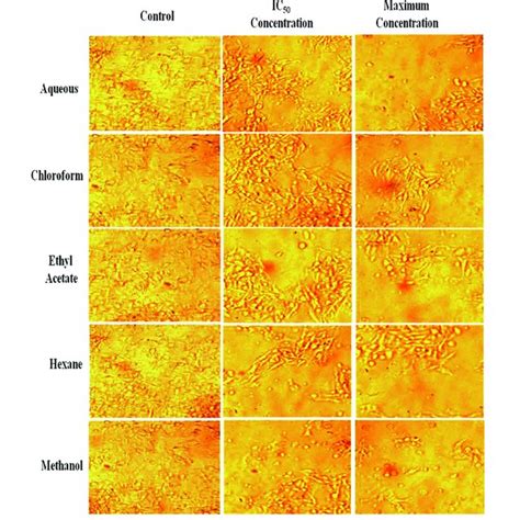Plate 1 Cell Morphology Of Hepg 2 Cells When Treated With Ic 50