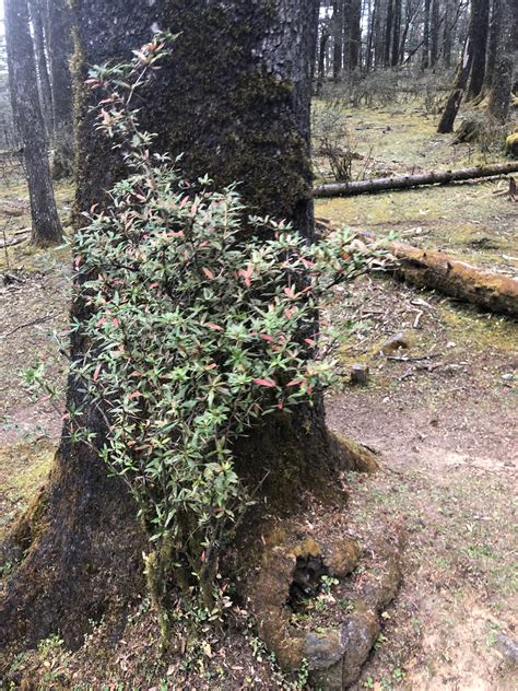 Need This For An Assignment Please Help Rwhatsthisplant