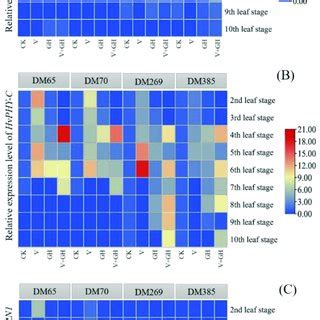 Heat Map Representing The Relative Expression Of Candidate Genes