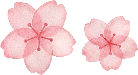桜の花の水彩イラスト 水彩の挿し絵屋さん
