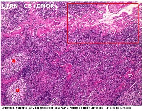 Atlas Virtual De Histologia Julho 2008