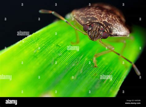 Shield Bug Mount Isarog National Park Philippines Stock Photo Alamy