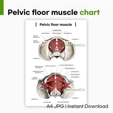 Pelvic Floor Muscle Anatomy Chart A4  Printable Poster For