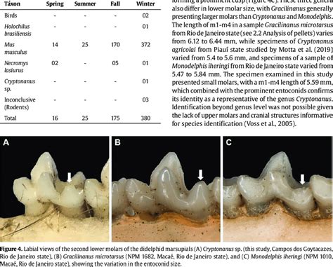 Seasonality Of The Prey Individuals Collected And Identified In Pellets