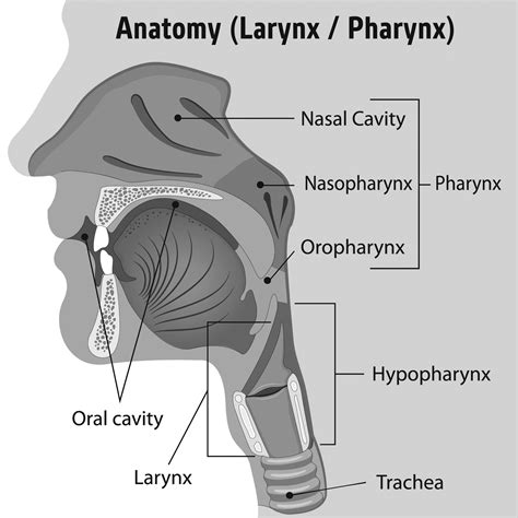 Pharynx Function