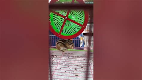 다람쥐도토리먹는모습이 너무귀엽네요 많은사랑부탁드립니다 Youtube