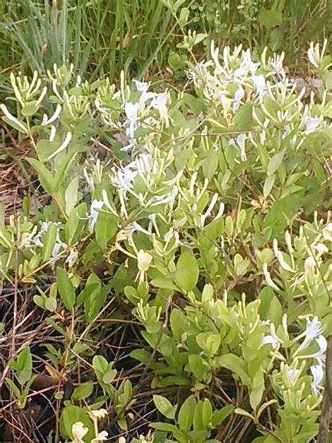 Sweet Smell Plants Sweet Smell Garden