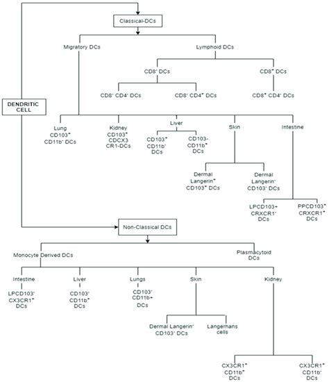 Classification Of Dendritic Cell Dc Subsets As Classical And Download Scientific Diagram