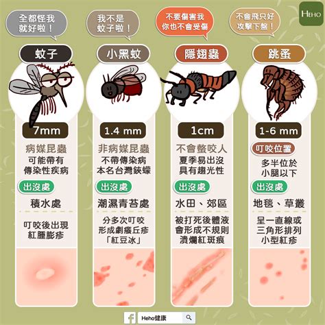這些不是蚊子咬！臺灣夏季常見8種蟲蟲危機 Heho健康