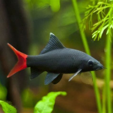 Redtail Shark Epalzeorhynchos Bicolor