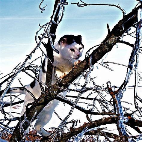 Icy Cat By Nicole Kiefer Redbubble
