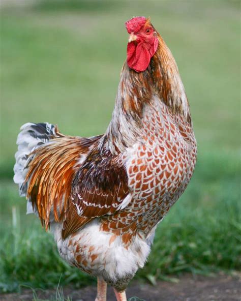 Blue Laced Red Wyandotte Breed Profile Pictures And Facts All For One