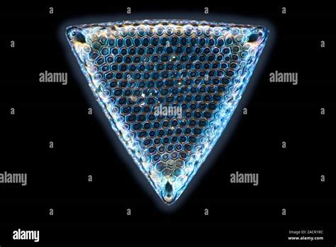 Fossil Diatom Interphase Contrast Light Micrograph Of A Fossilised Diatom Diatoms Are A Group