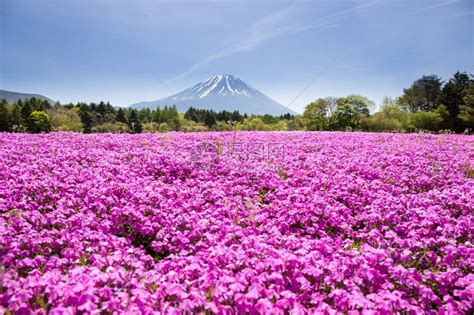 日本世仓节由佐浦粉红苔草或樱花与日本藤田雅马纳希山共同举办池塘雪秋天高清图片下载 正版图片307904069 摄图网