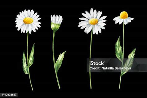 흰색 배경에 격리된 수채화 흰색 데이지 꽃 그림 카모마일 미용 제품 및 식물학 세트 미용 및 의학의 세부 사항 디자이너 스파 장식 엽서 포장지 스크랩북 커버 초대장 포스터