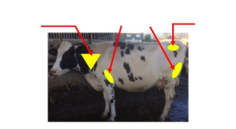 Cattle Injection Sites Pdf At Inez Anderson Blog