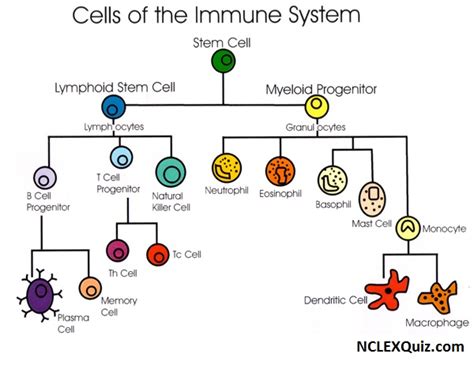 Cells Of The Immune System Chart NCLEX Quiz