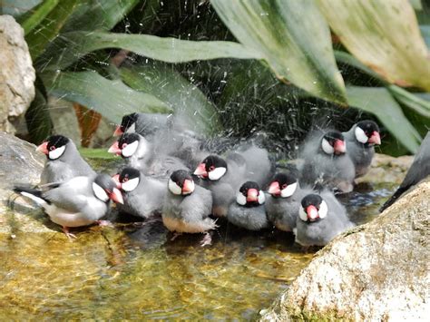 Java Finch Aviculture Hub