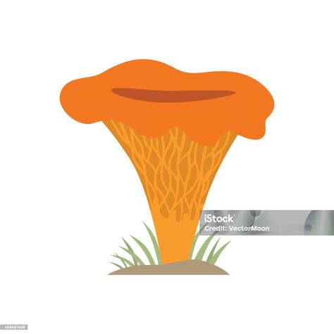 독 오렌지 버섯 자연 음식 채식 건강 한가 식용 곰 팡이 유기 식물성 원료 성분 벡터 일러스트 레이 션 가을에 대한 스톡 벡터 아트 및 기타 이미지 Istock