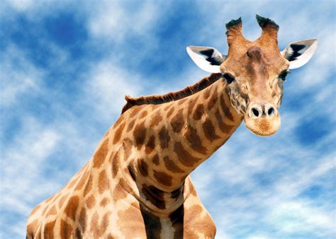 Genetic Analysis Reveals That Giraffes Are In Fact Four Distinct Species