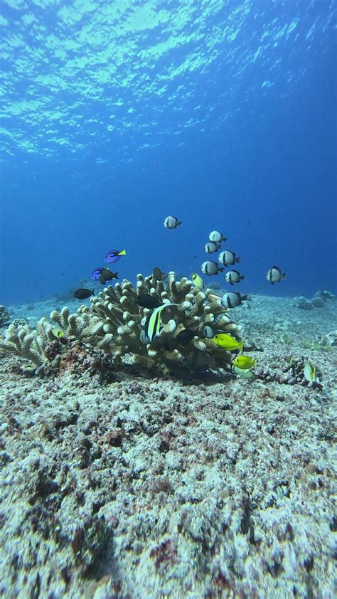 Underwaterlesbian Videos Download The Best Free 4k Stock Video