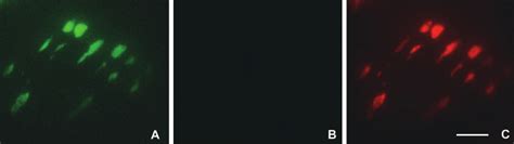 Fluorescence And Antigenicity Of Gfp Are Retained After Fixation And Download Scientific