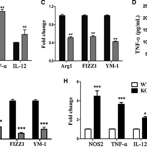 Expression Pattern Of LncRNA AK085865 During Macrophage Polarization