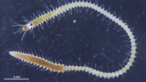 This Sea Worms ‘butt Swims Away To Reproduce Now Researchers Know Why Technology News