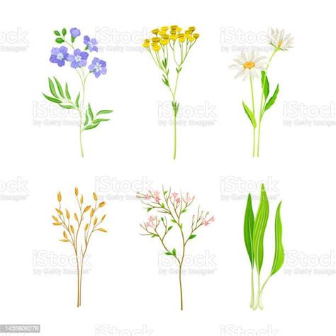 들판과 초원 야생화와 허브의 세트 아마 탠시 카모마일 야생 마늘 장식 허브 식물 만화 벡터 일러스트 레이 션 0명에 대한 스톡 벡터 아트 및 기타 이미지 Istock