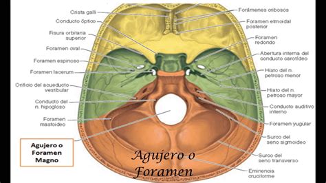 Endobase Del Craneo De La Cabeza Diapositivas De Anatomía Docsity