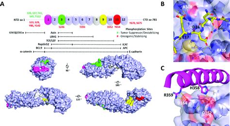 Structure Of β Catenin With Ppi Interfaces And Hotspots And Key Ppi Download Scientific