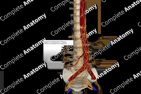 Superior Mesenteric Plexus Complete Anatomy