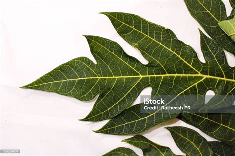 자연 녹색 파파야 잎입니다 건강한 잎 덴크 열에 대한 약 파파야 줄기 잎 뿌리 어두운 녹색 잎 0명에 대한 스톡 사진 및 기타 이미지 Istock