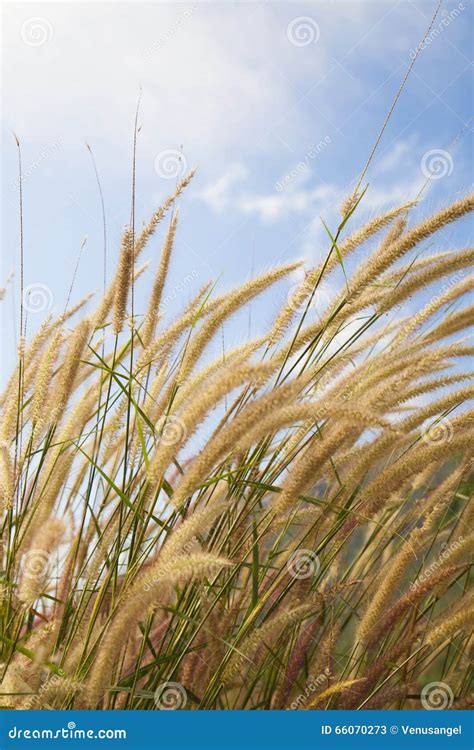 Fluffy Grass Stock Image Image Of Beautiful Field Agricultural