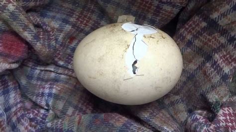 Maliit Na Itlog Ng Manok Maliitoge