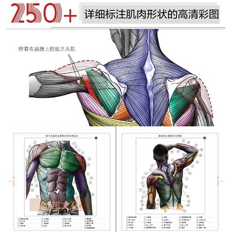 艺用人体结构精华版艺用人体解剖艺用表情结构艺用人体造型图集三维人体结构分解工具书绘画艺术生专用人体结构教程书籍 虎窝淘