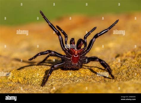 Dangerously Venomous Male Sydney Funnel Web Spider Showing Fangs Stock