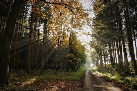 태양열 숲 나무 태양 Pixabay의 무료 사진