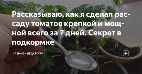 Рассказываю как я сделал рассаду томатов крепкой и мощной всего за 7 дней Секрет в подкормке