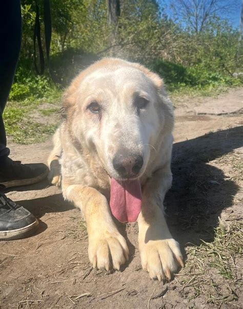 Боль и несчастье белой медведицы Поможем вместе 39 Дзен