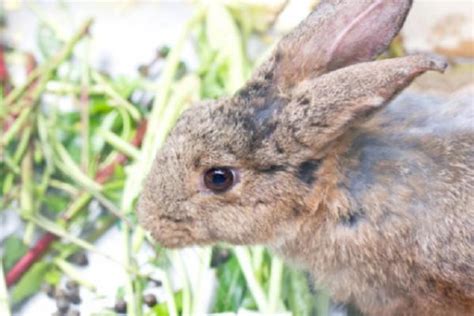 Ivermectin For Rabbits What Is It Used For